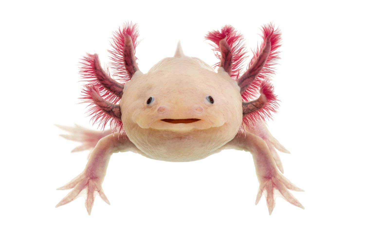 axolotl–ambystoma-mexic – Param Foundation